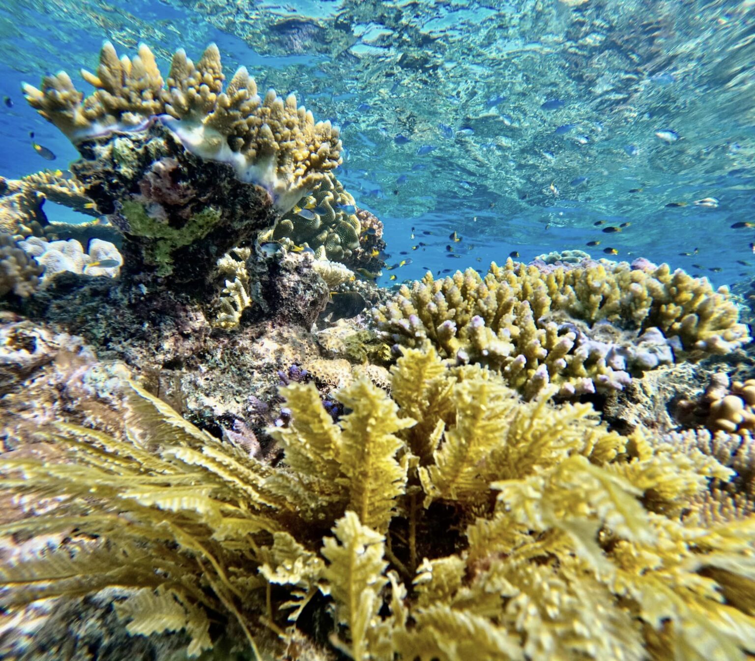 Reef Adventures Mission Beach & Cairns